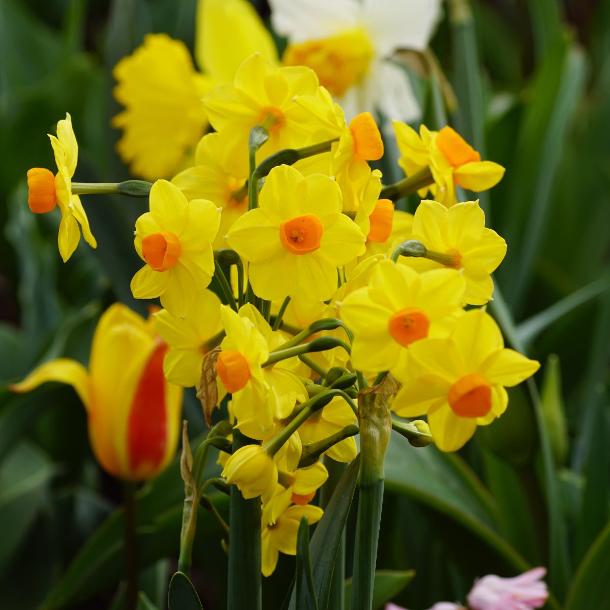 Narcis MIX - BIO | Natural Bulbs NL